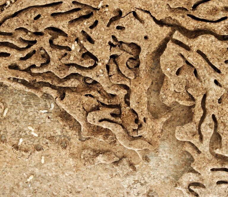 Comején Residencial - Boom Pest Control